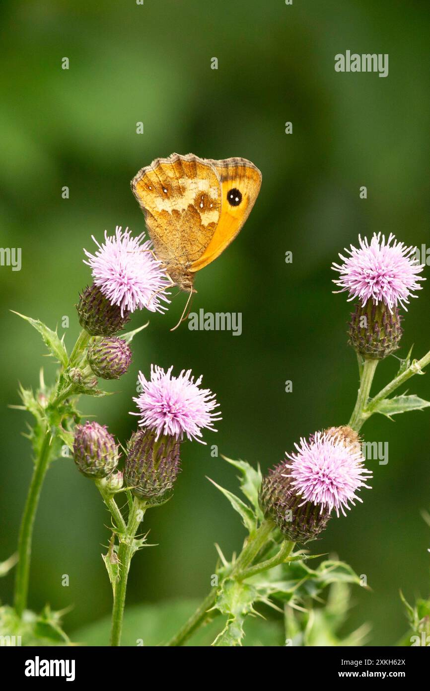 Wildflowers uk garden butterflies hi-res stock photography and images ...