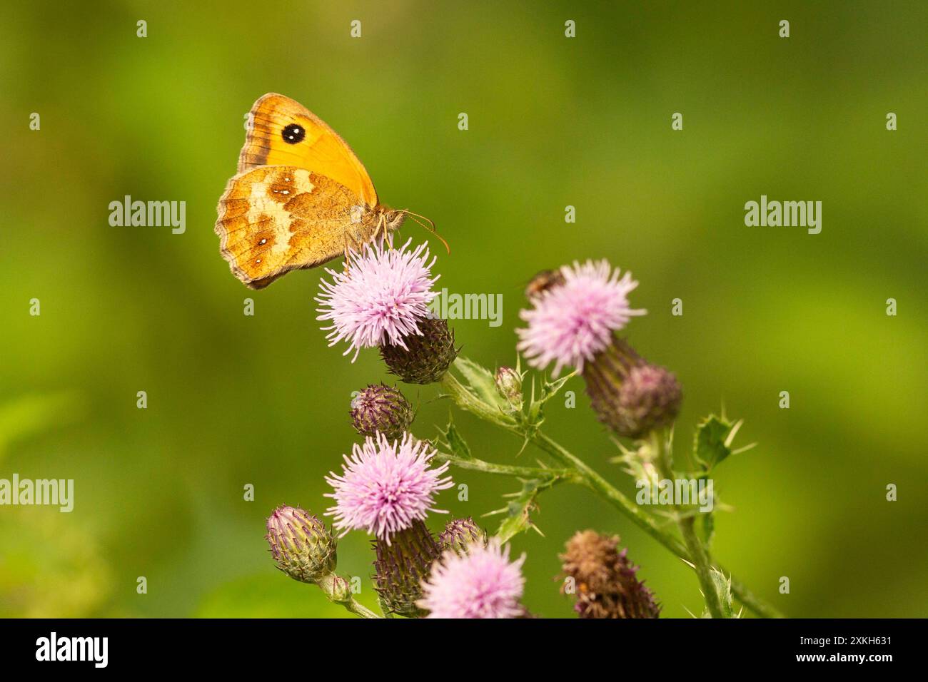 Gatekeeper butterfly uk thistle hi-res stock photography and images - Alamy
