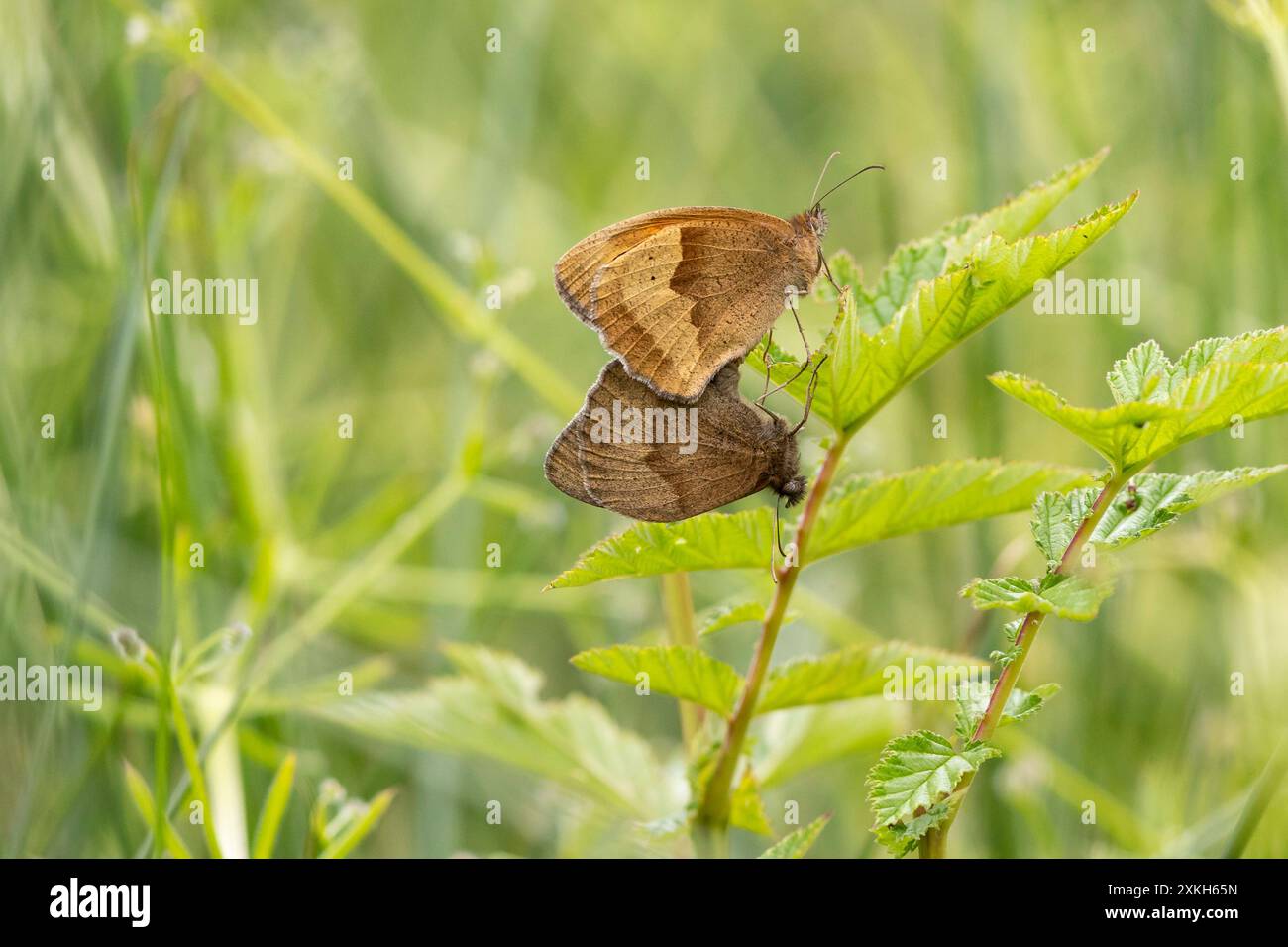 Wood butterflies hi-res stock photography and images - Alamy