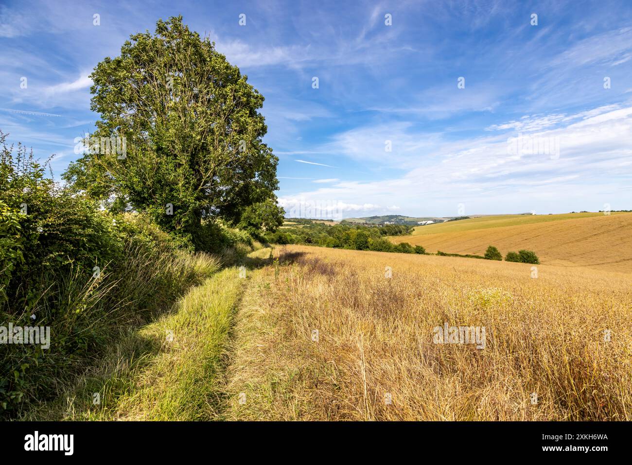 A field of rapeseed crops after flowering, with a blue sky overhead ...