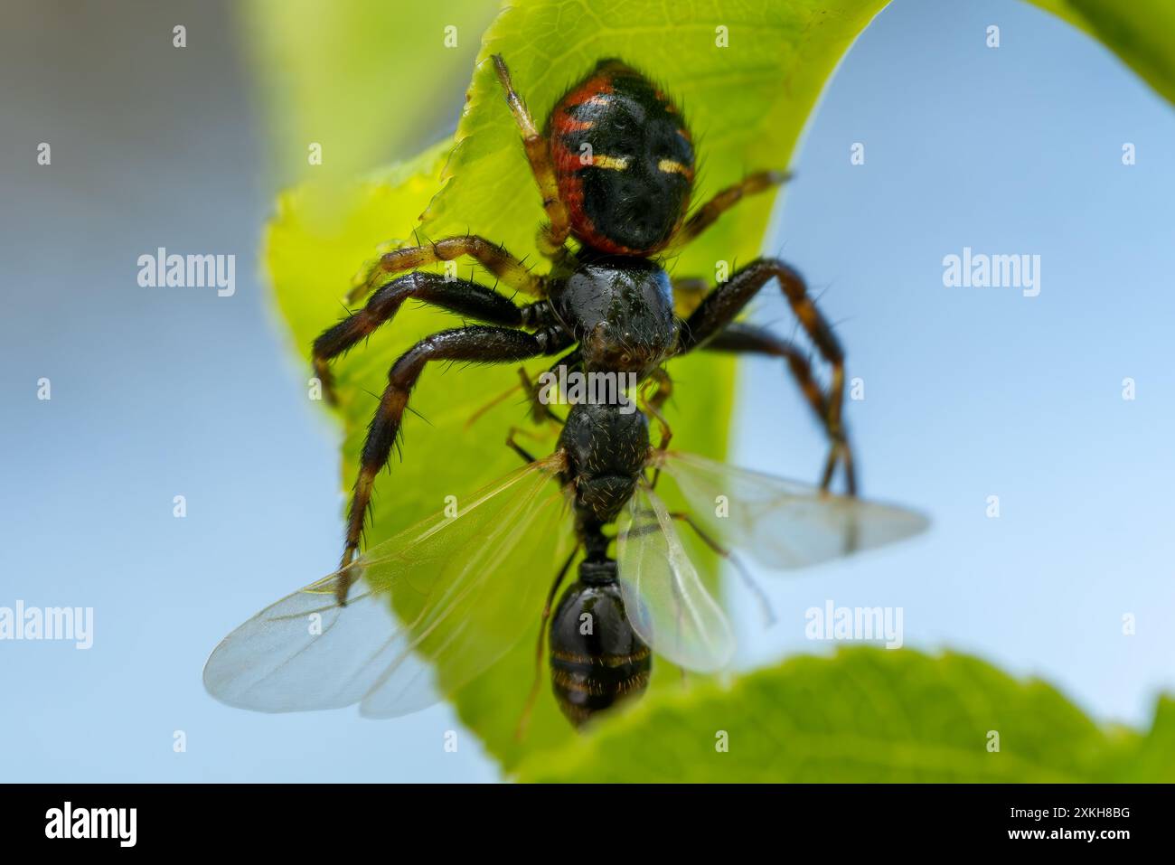 the Napoleon spider - Synema globosum, tiny beautiful colored spider ...