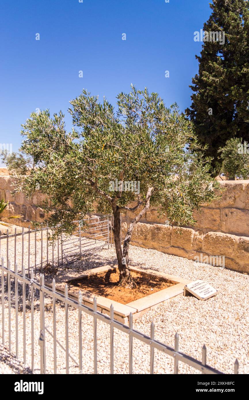 Olive tree planted by Pope John Paul ll on his visit in 2000, Mount ...