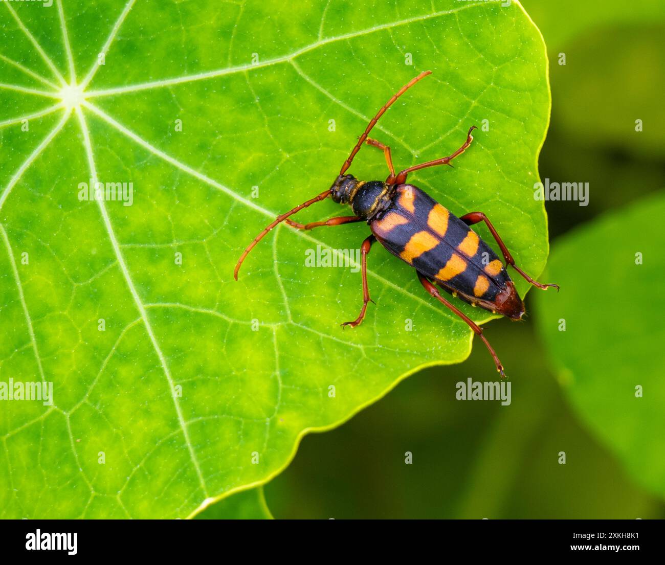 Four Banded Longhorn Beetle Leptura quadrifasciata on Nasturtium Leaf ...