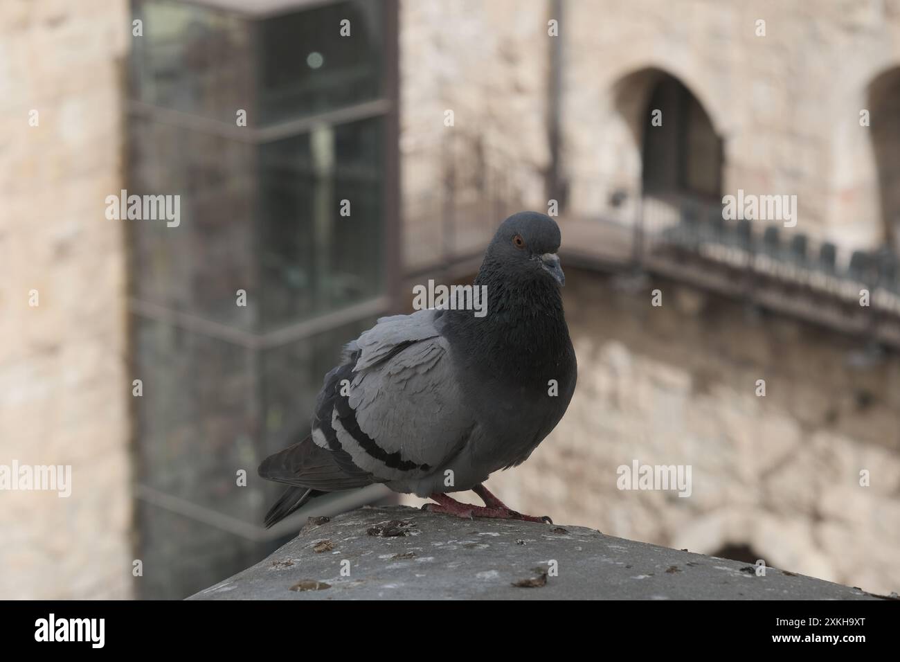 Pigeons perched on stone building hi-res stock photography and images ...