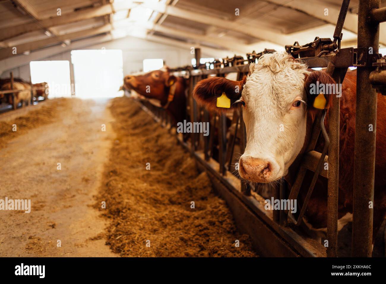 Close-up of a white and brown cow muzzle with identification tags in a ...