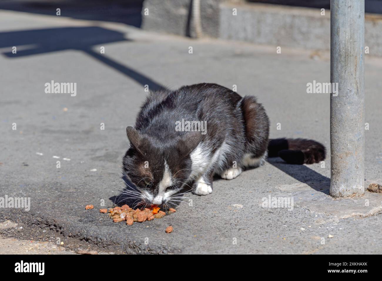 Stray cat eating wet hi-res stock photography and images - Alamy