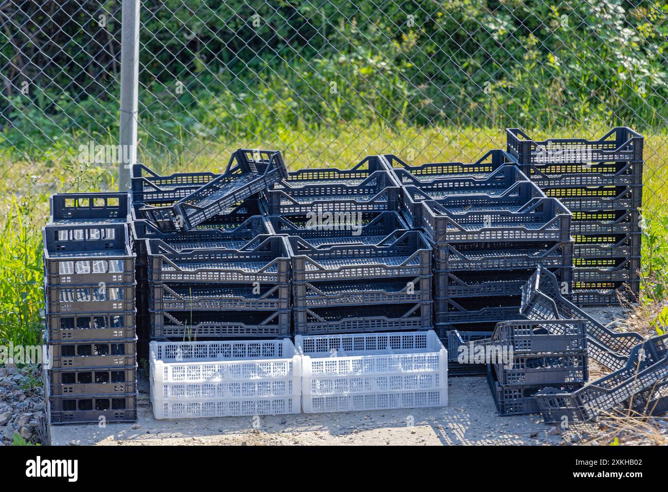 Empty Stacked Plastic Crates for Packing Produce at Fruits Farm Stock ...