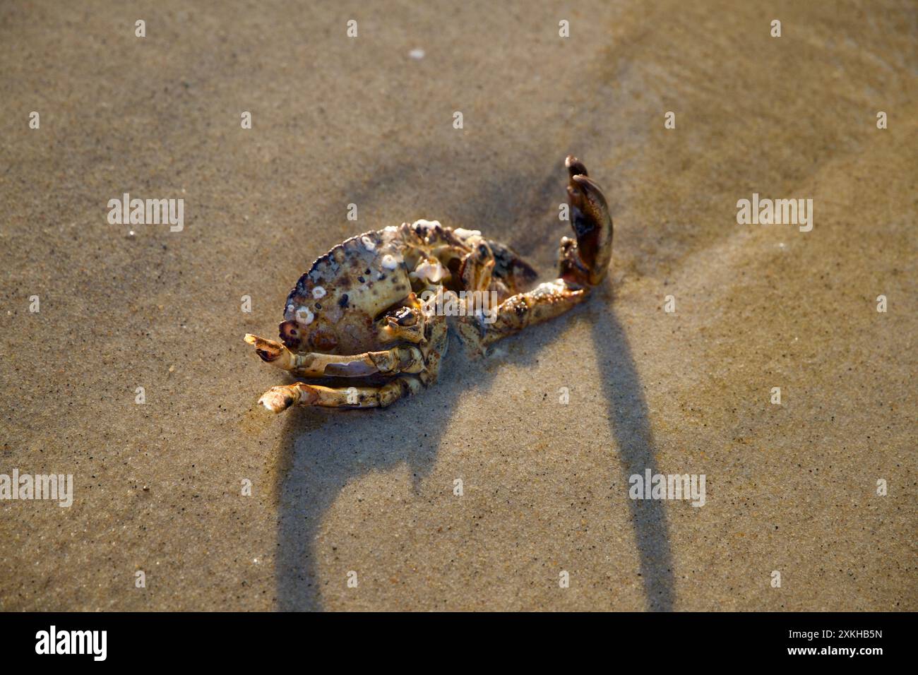 Cape Cod 2024 Stock Photo - Alamy