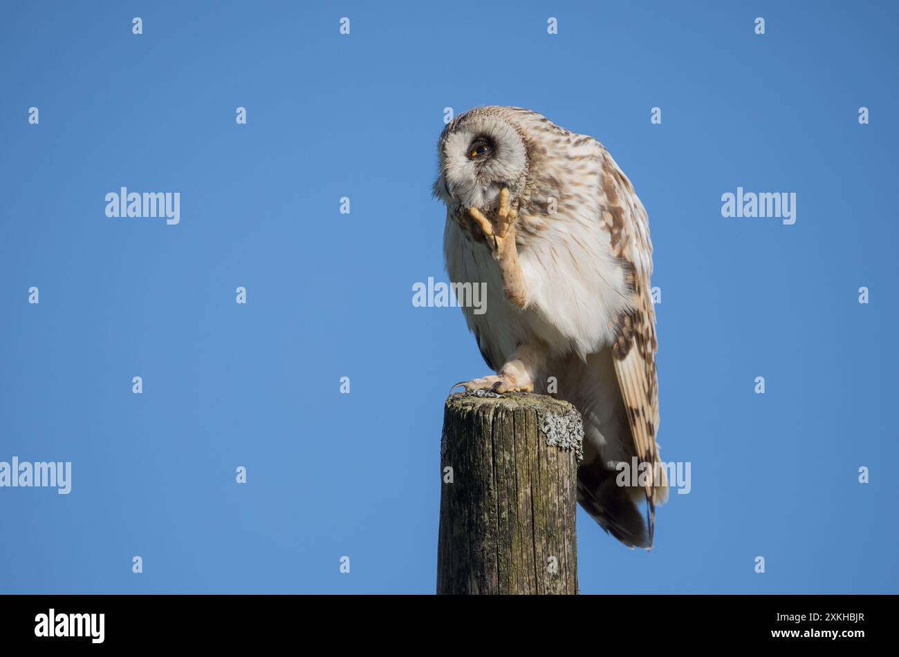 Yorkshire dales birds hi-res stock photography and images - Alamy