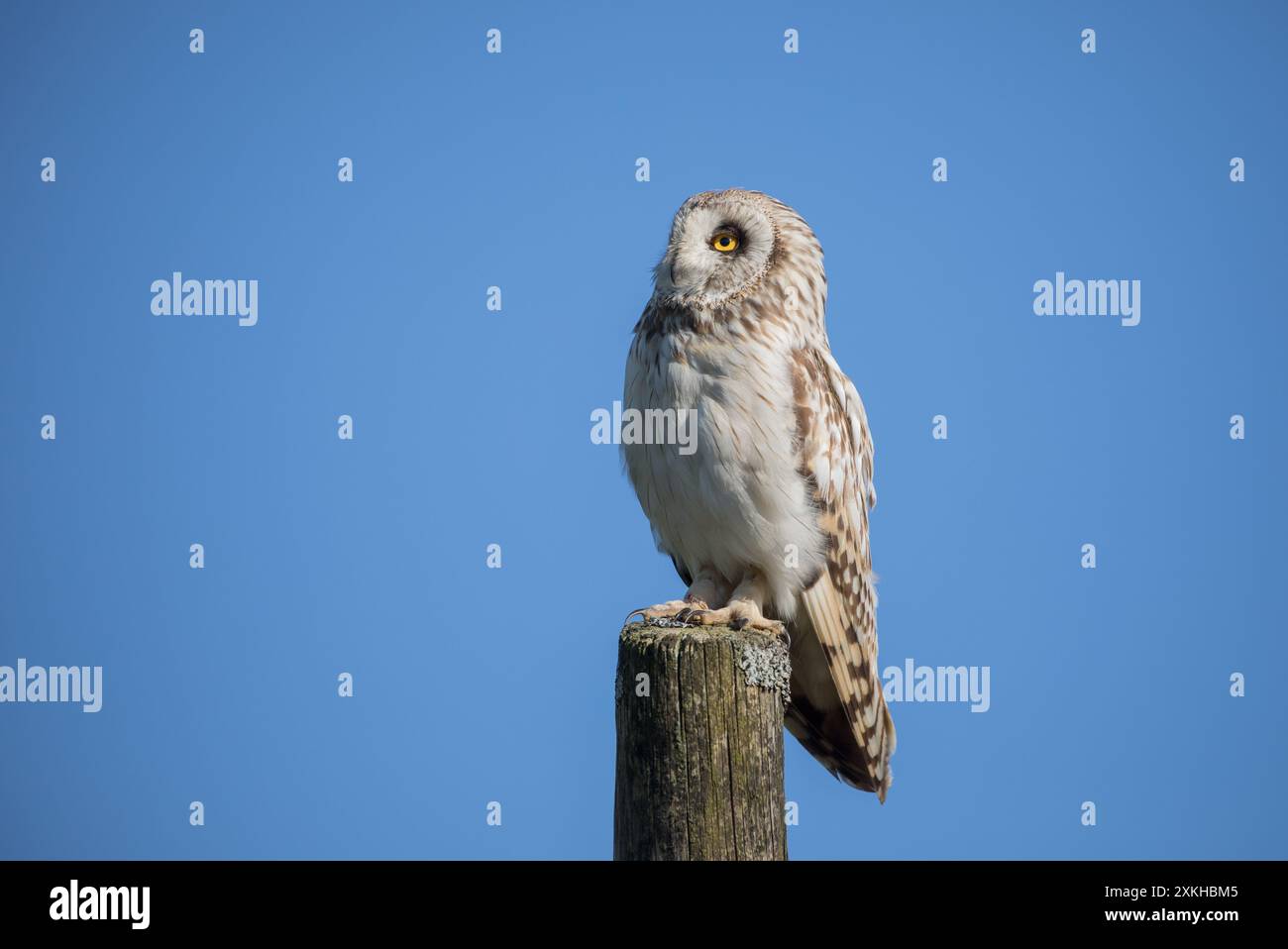 Owl yorkshire dales hi-res stock photography and images - Alamy