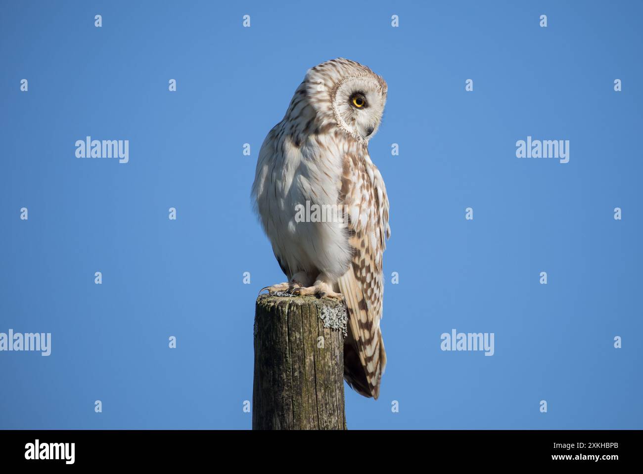 Owl yorkshire dales hi-res stock photography and images - Alamy