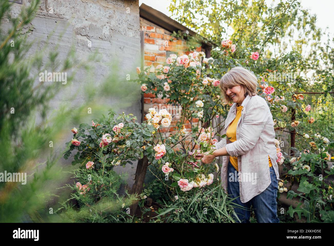 A middle-aged woman is cutting roses in the garden. A mature gardener ...