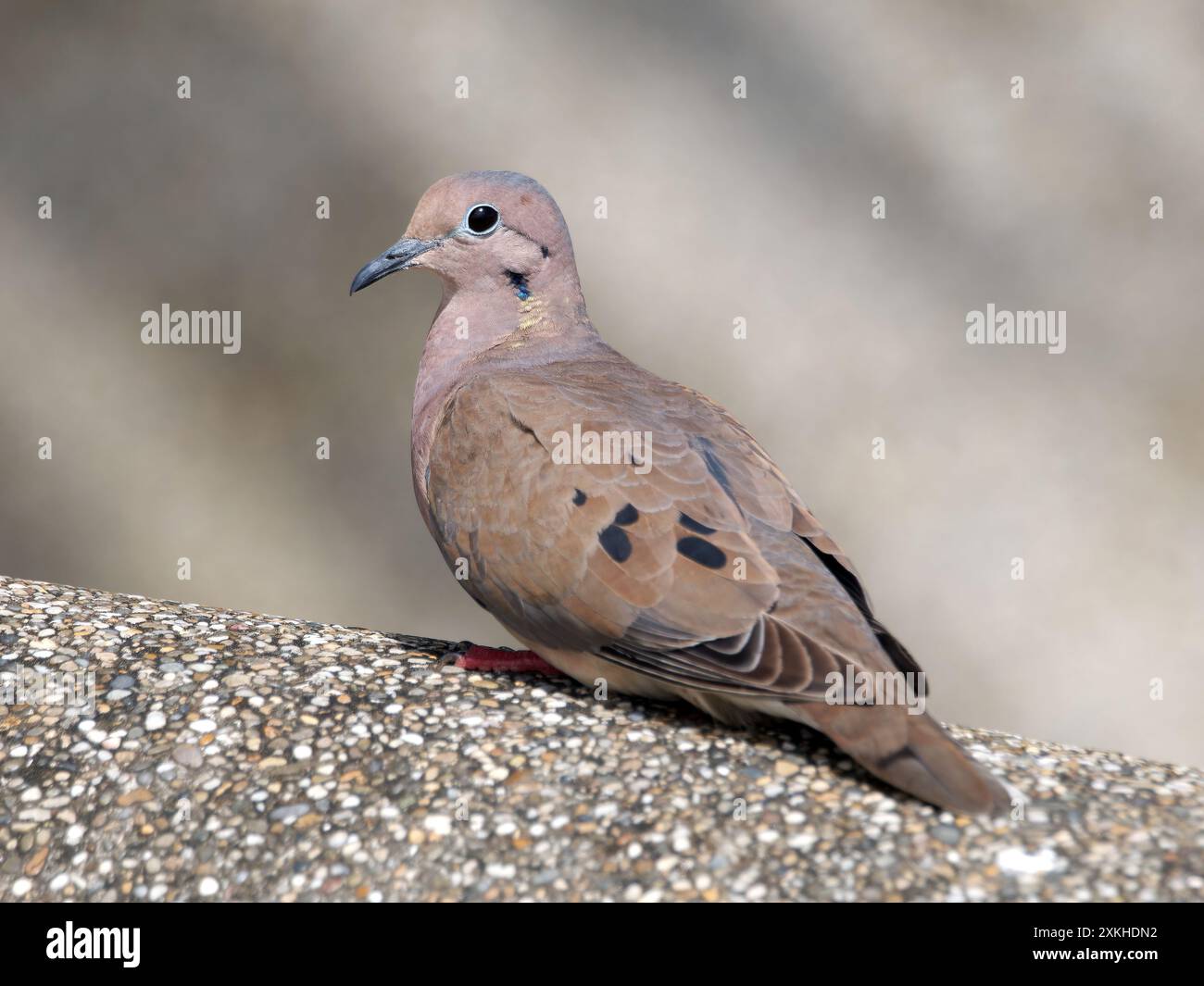 Eared dove, Ohrflecktaube, Tourterelle oreillarde, Zenaida auriculata ...