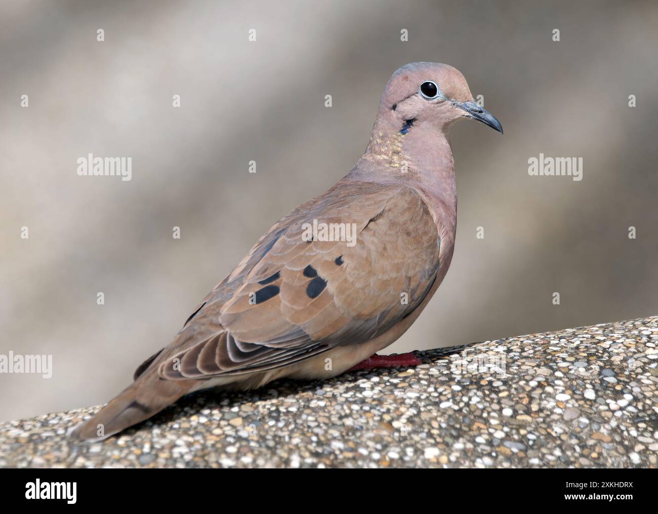 Eared dove, Ohrflecktaube, Tourterelle oreillarde, Zenaida auriculata ...