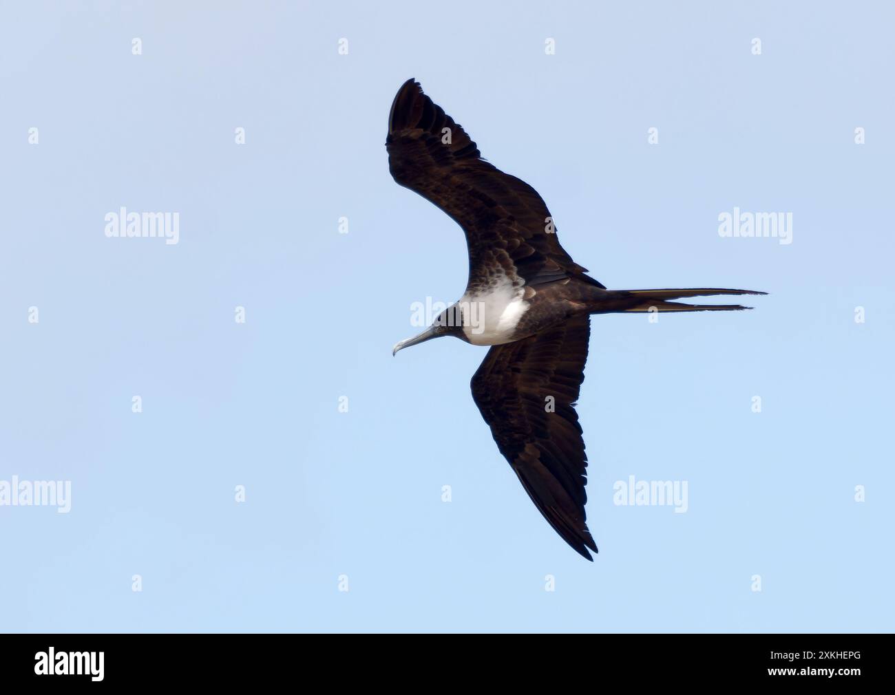 magnificent frigatebird, Prachtfregattvogel, Frégate superbe, Fregata ...