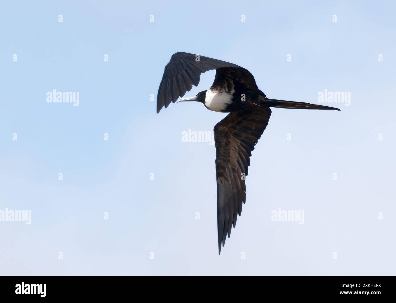 magnificent frigatebird, Prachtfregattvogel, Frégate superbe, Fregata ...
