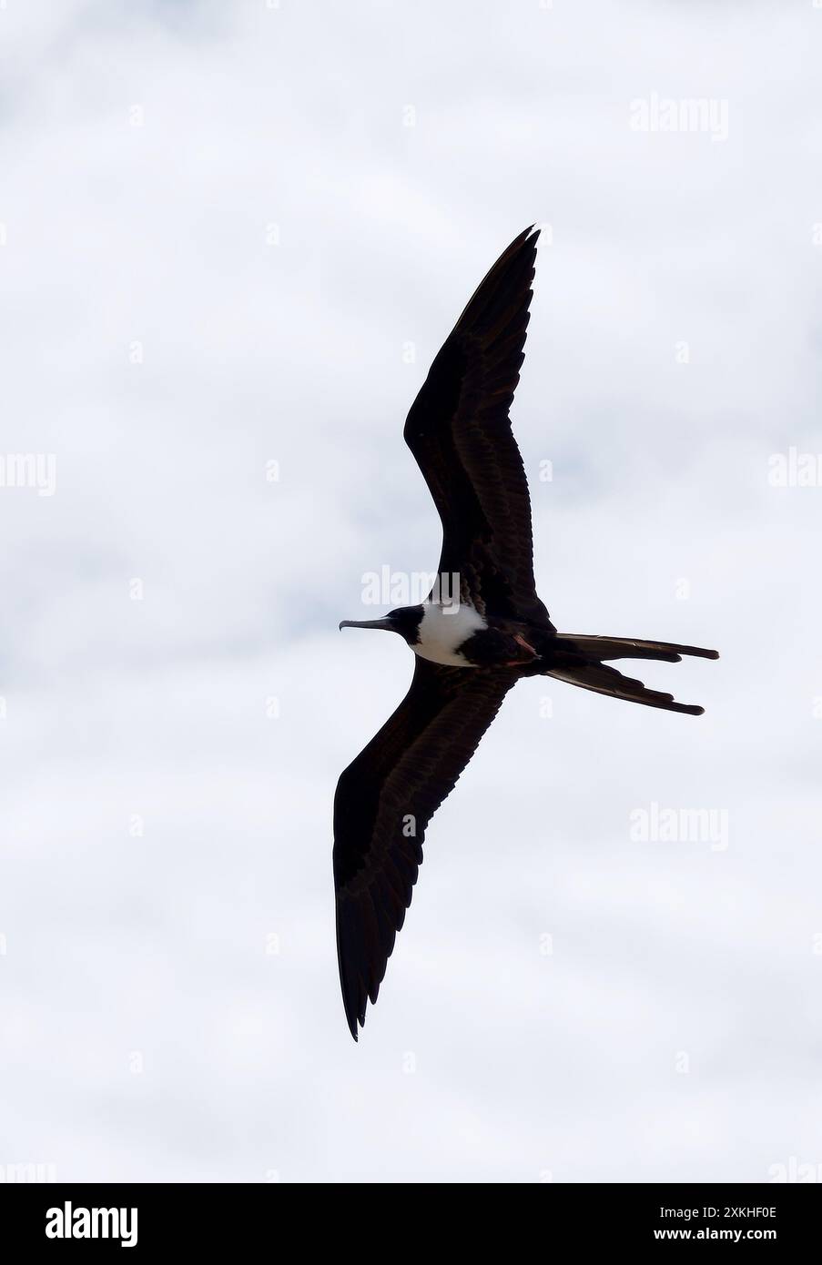 magnificent frigatebird, Prachtfregattvogel, Frégate superbe, Fregata ...