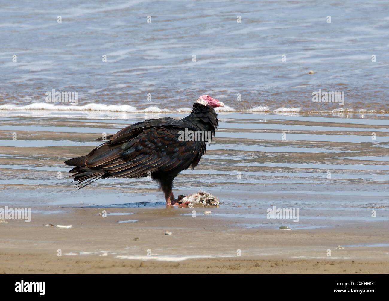 Turkey vulture, Truthahngeier, Urubu à tête rouge, Cathartes aura ...