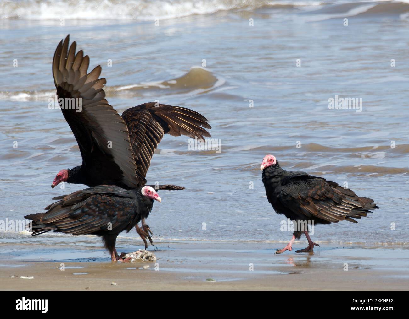 Turkey vulture, Truthahngeier, Urubu à tête rouge, Cathartes aura ...