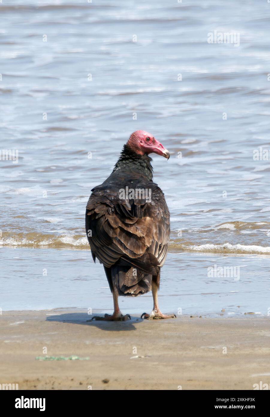 Turkey vulture, Truthahngeier, Urubu à tête rouge, Cathartes aura ...