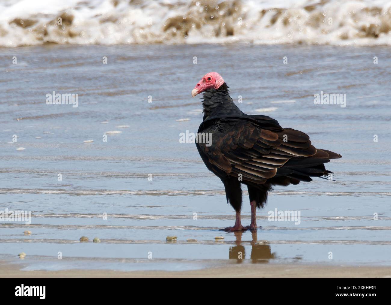 Turkey vulture, Truthahngeier, Urubu à tête rouge, Cathartes aura ...