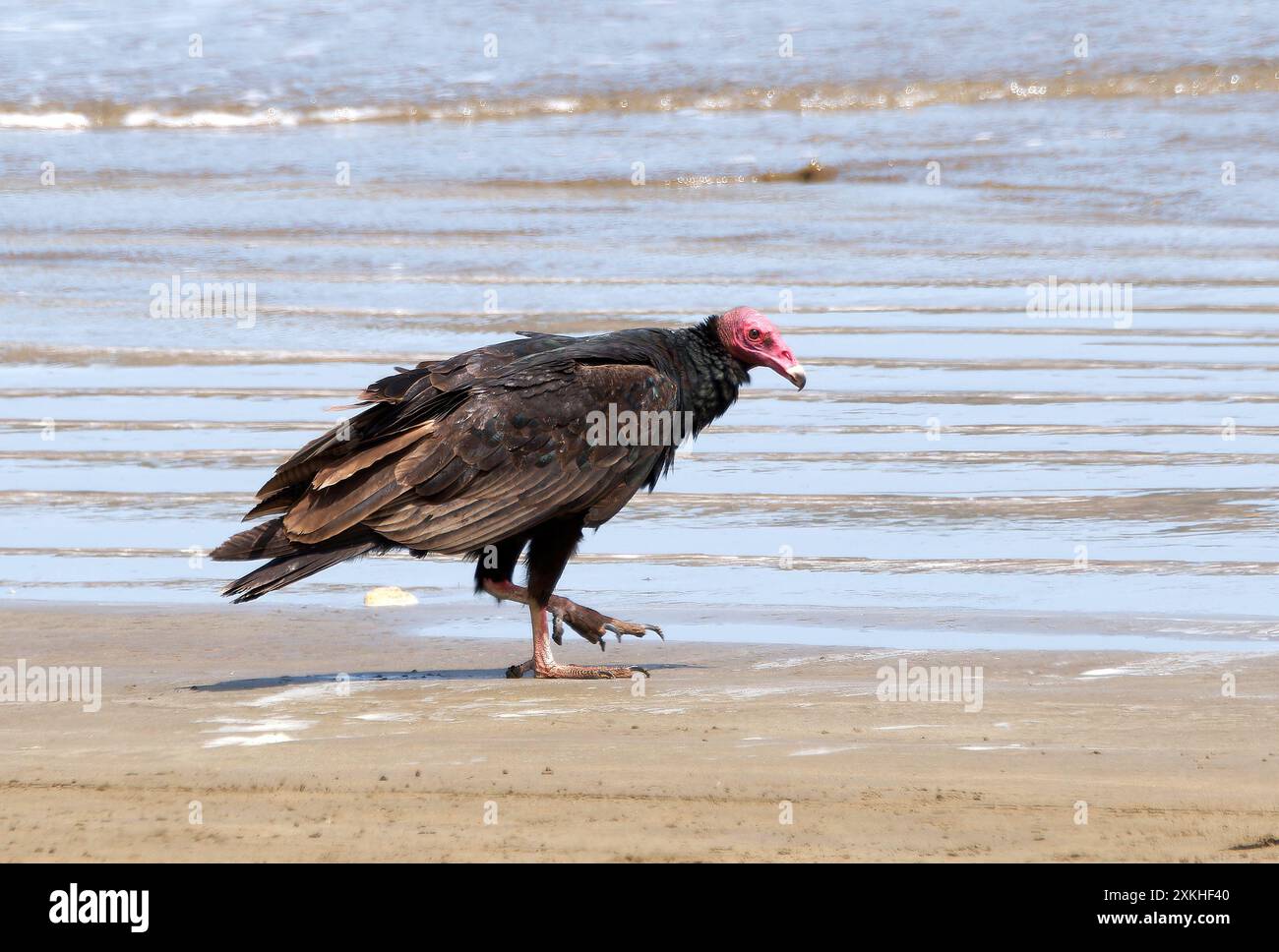 Turkey vulture, Truthahngeier, Urubu à tête rouge, Cathartes aura ...