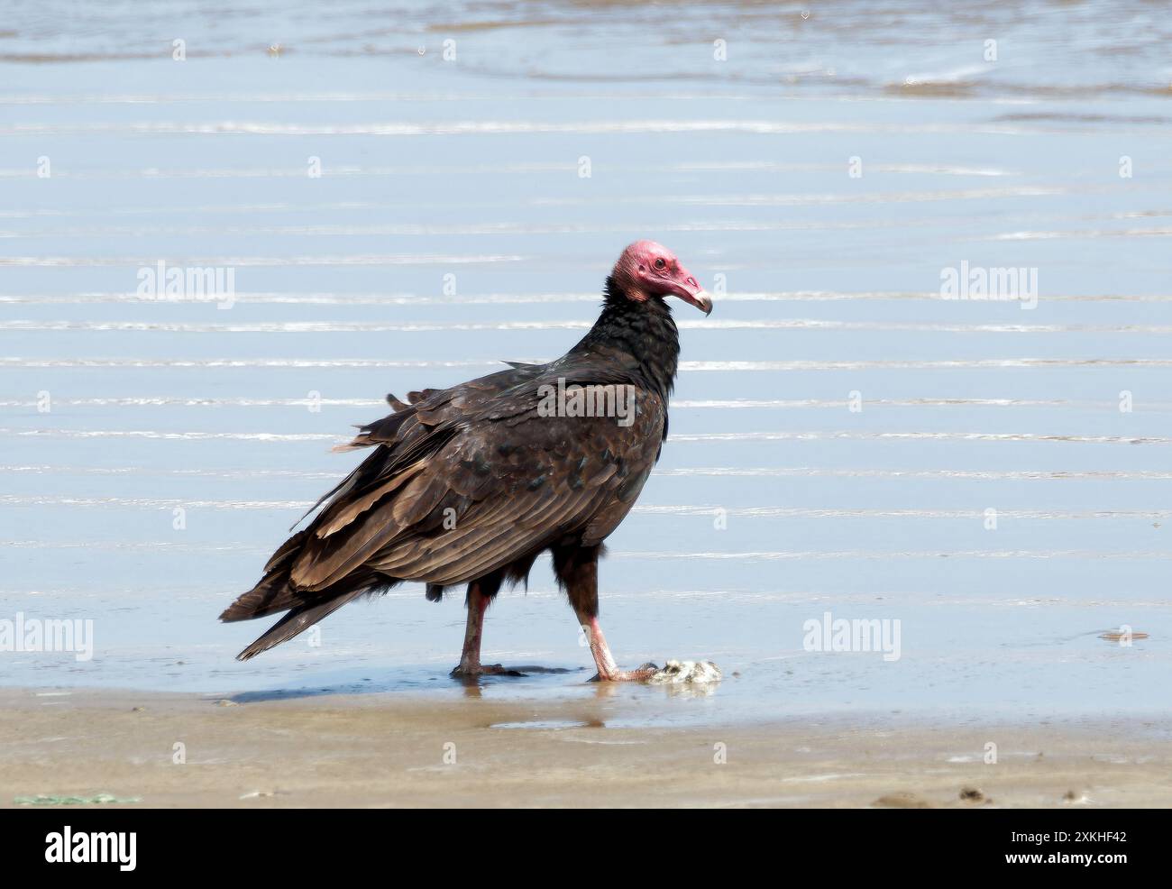 Turkey vulture, Truthahngeier, Urubu à tête rouge, Cathartes aura ...