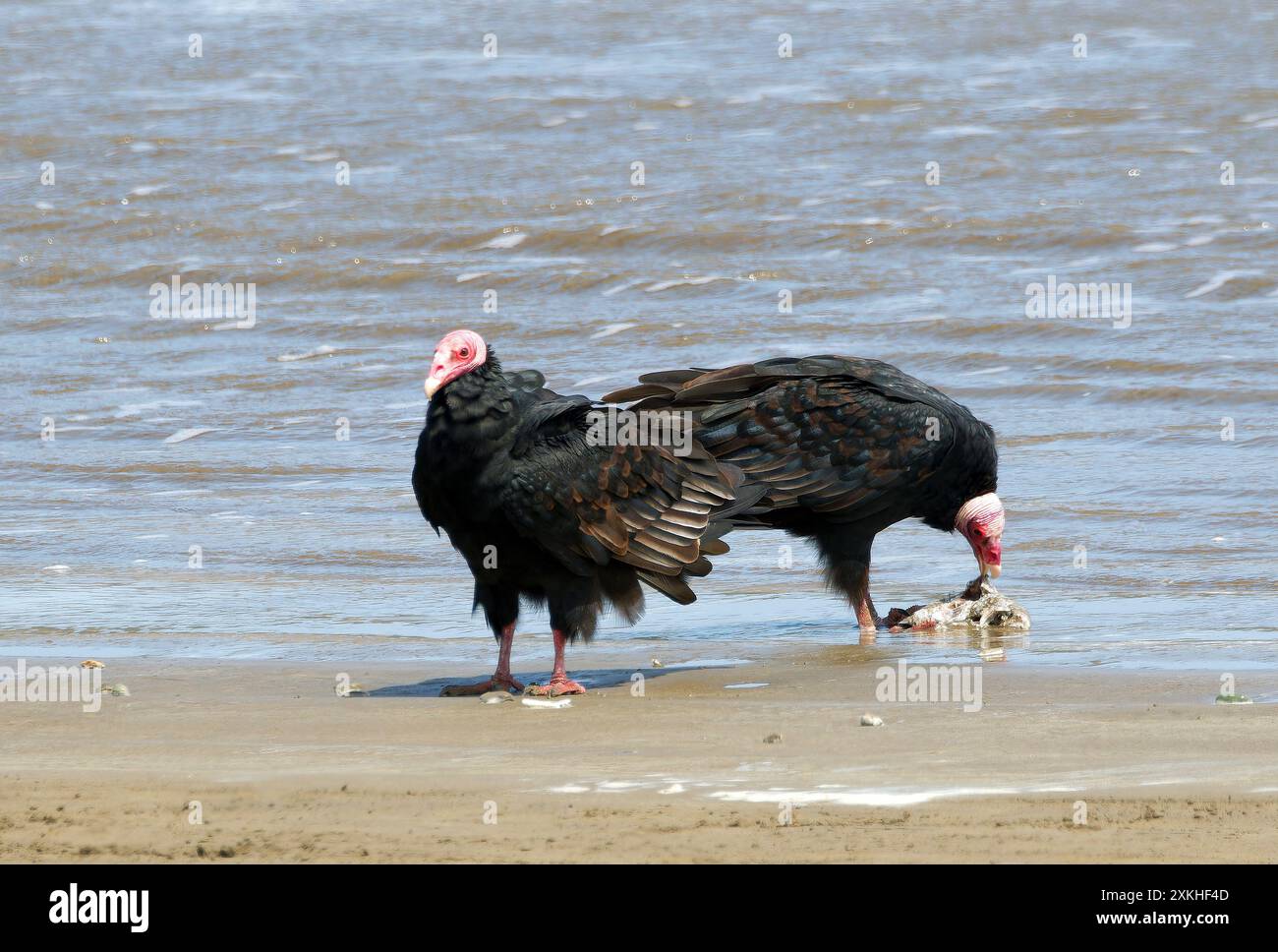 Turkey vulture, Truthahngeier, Urubu à tête rouge, Cathartes aura ...