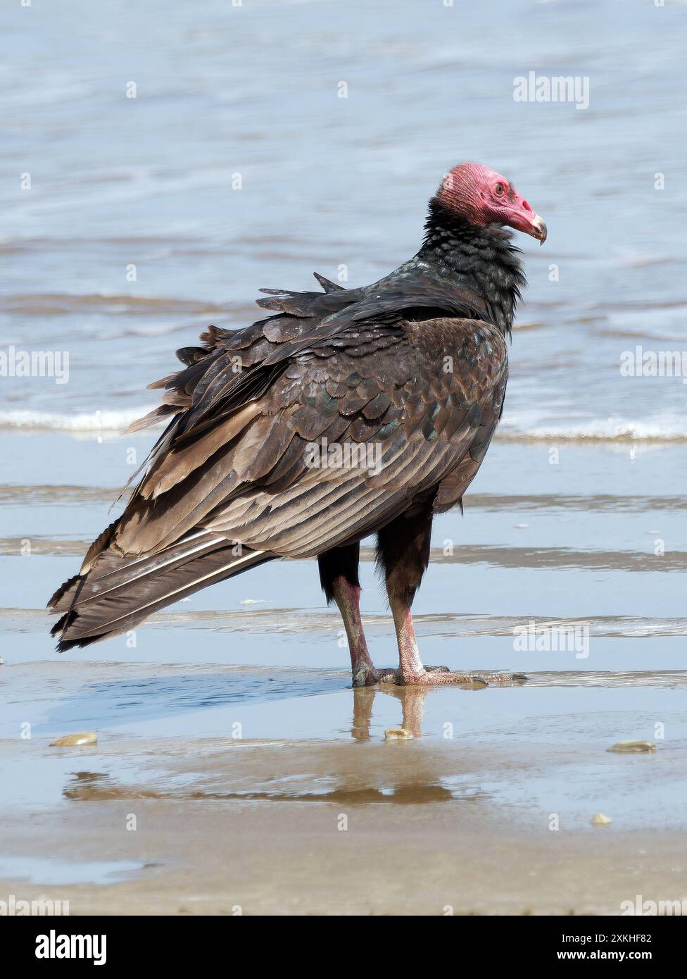 Turkey vulture, Truthahngeier, Urubu à tête rouge, Cathartes aura ...