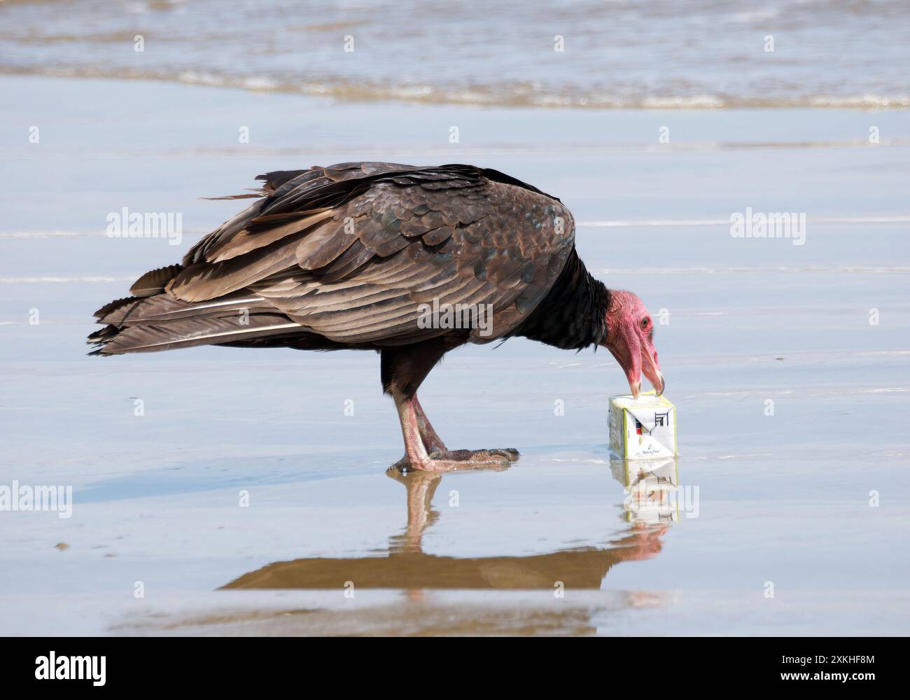 Turkey vulture, Truthahngeier, Urubu à tête rouge, Cathartes aura ...