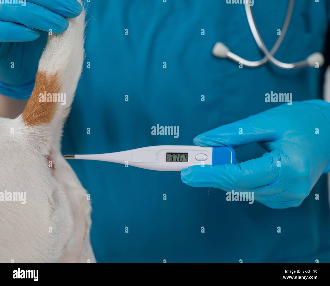 A veterinarian measures a dog's temperature rectally with an electronic ...
