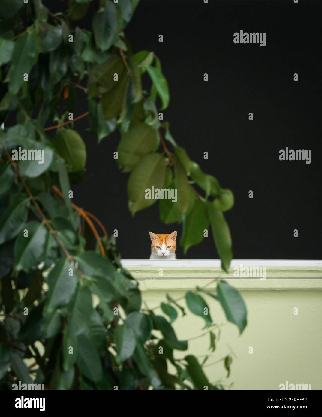 Orange and white tabby cat looking outside over window ledge. Leaves of ...
