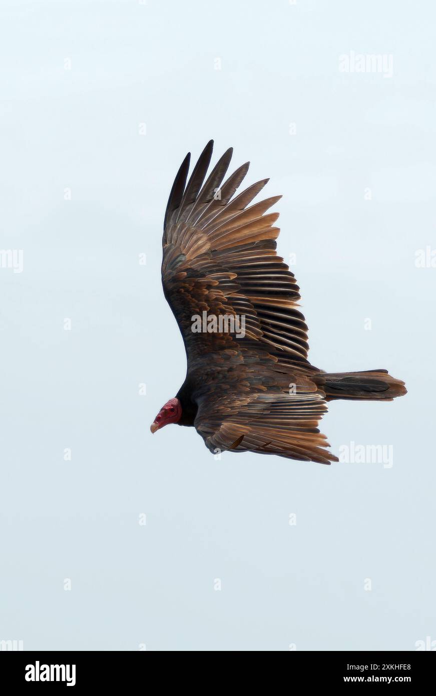 Turkey vulture, Truthahngeier, Urubu à tête rouge, Cathartes aura ...