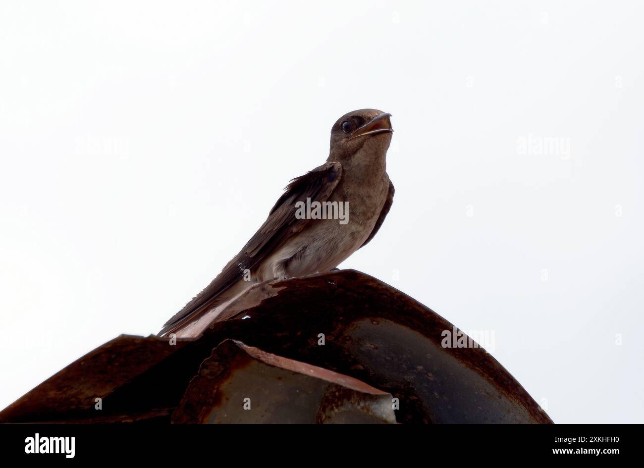 Grey-breasted martin, swallow, Hirondelle chalybée, Progne chalybea ...