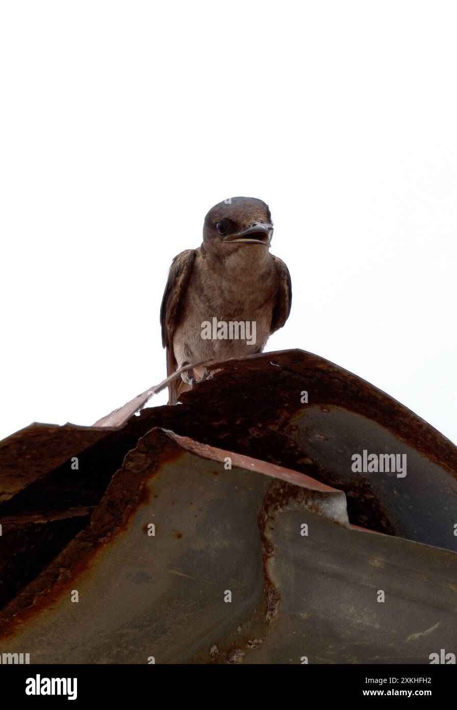 Grey-breasted martin, swallow, Hirondelle chalybée, Progne chalybea ...