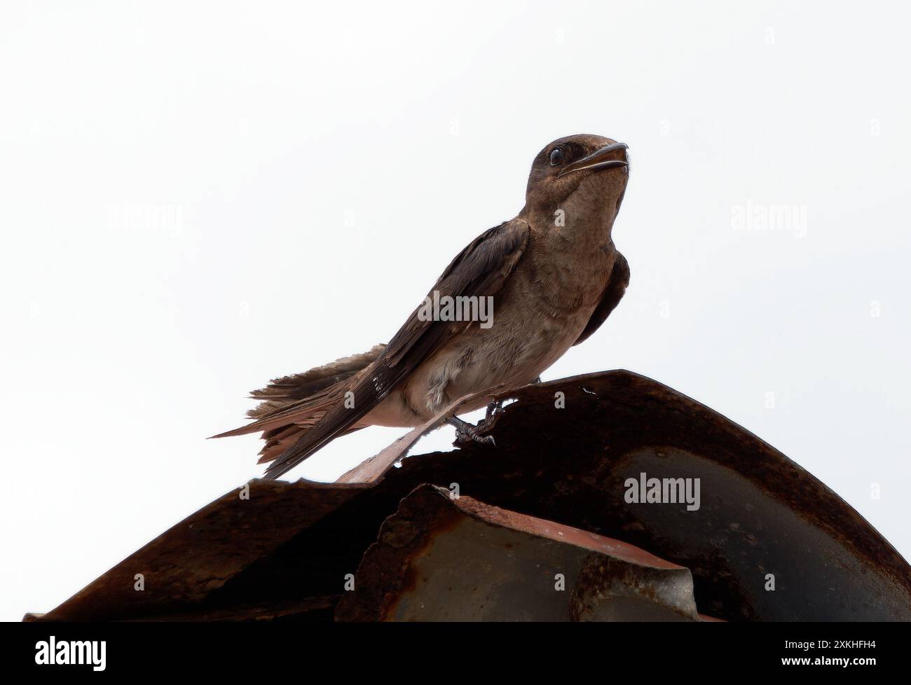 Grey-breasted martin, swallow, Hirondelle chalybée, Progne chalybea ...