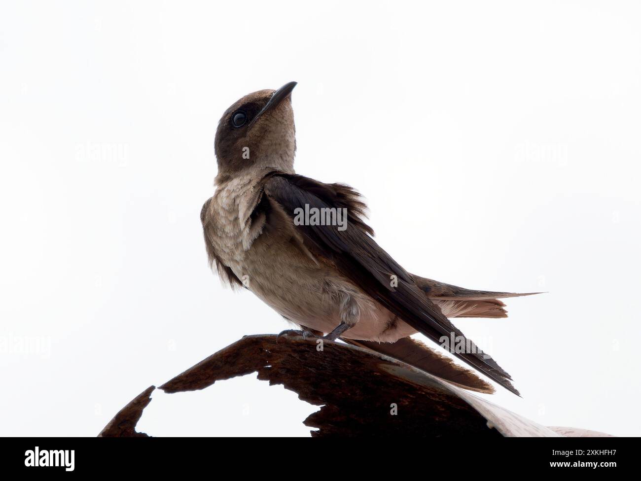 Grey-breasted martin, swallow, Hirondelle chalybée, Progne chalybea ...