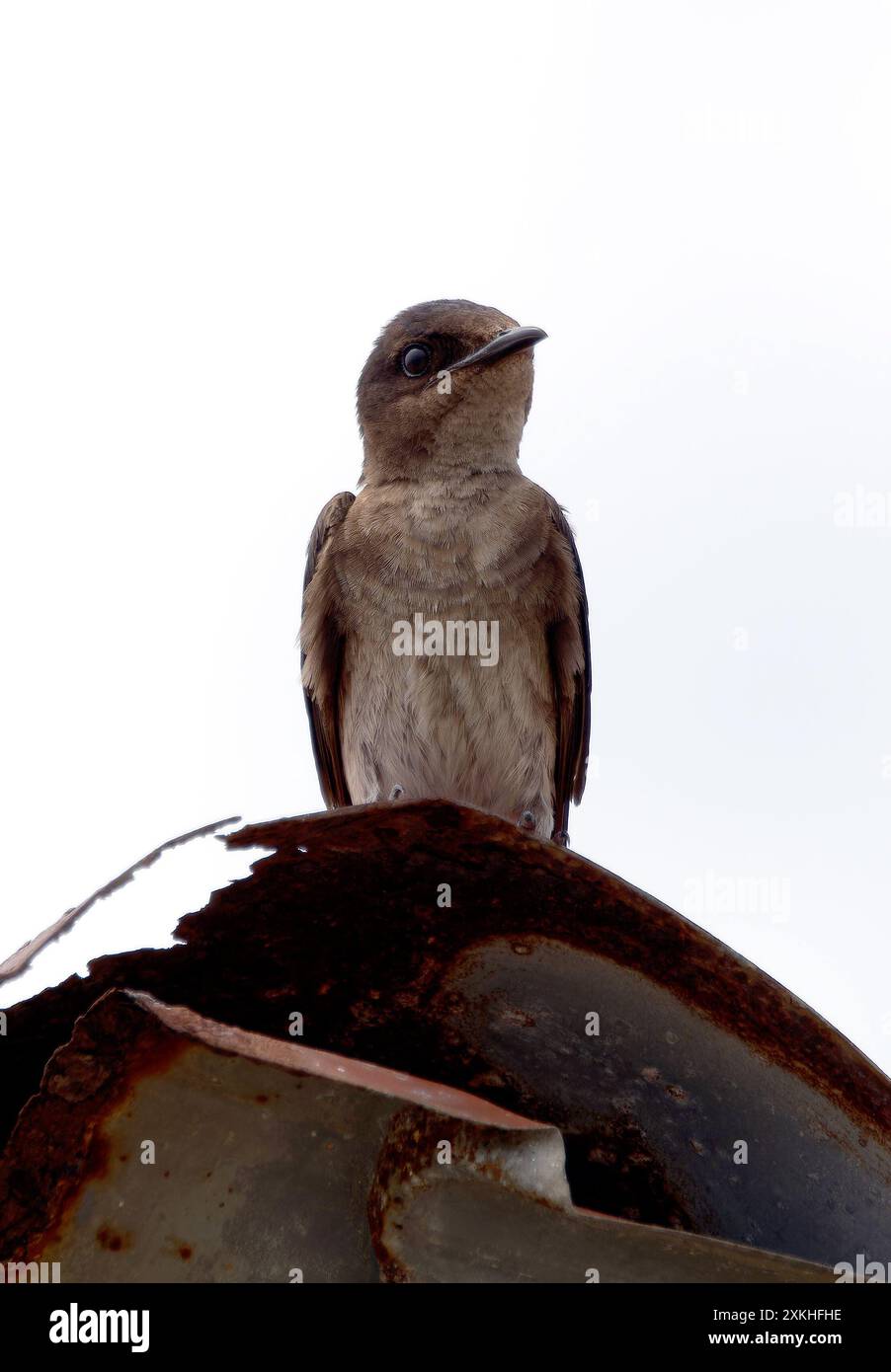 Grey-breasted martin, swallow, Hirondelle chalybée, Progne chalybea ...