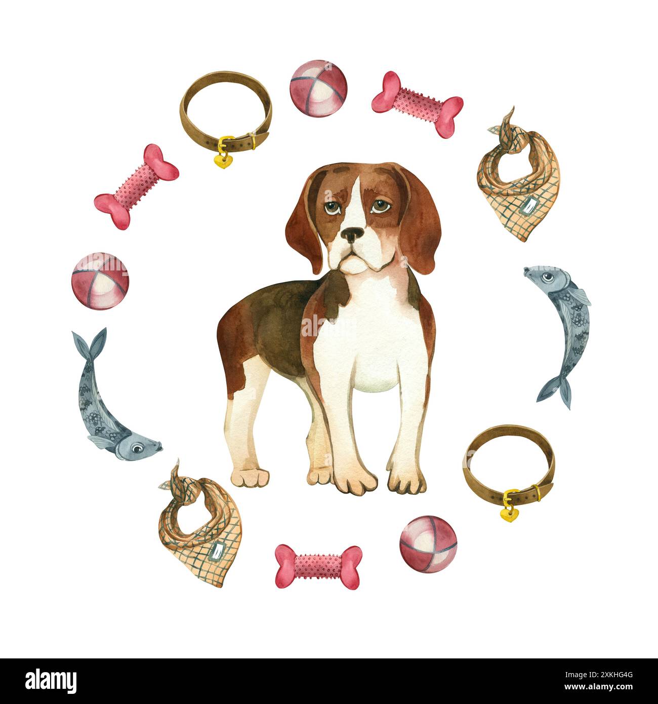 Watercolor illustration. Beagle dog of bright brown color, accessories ...