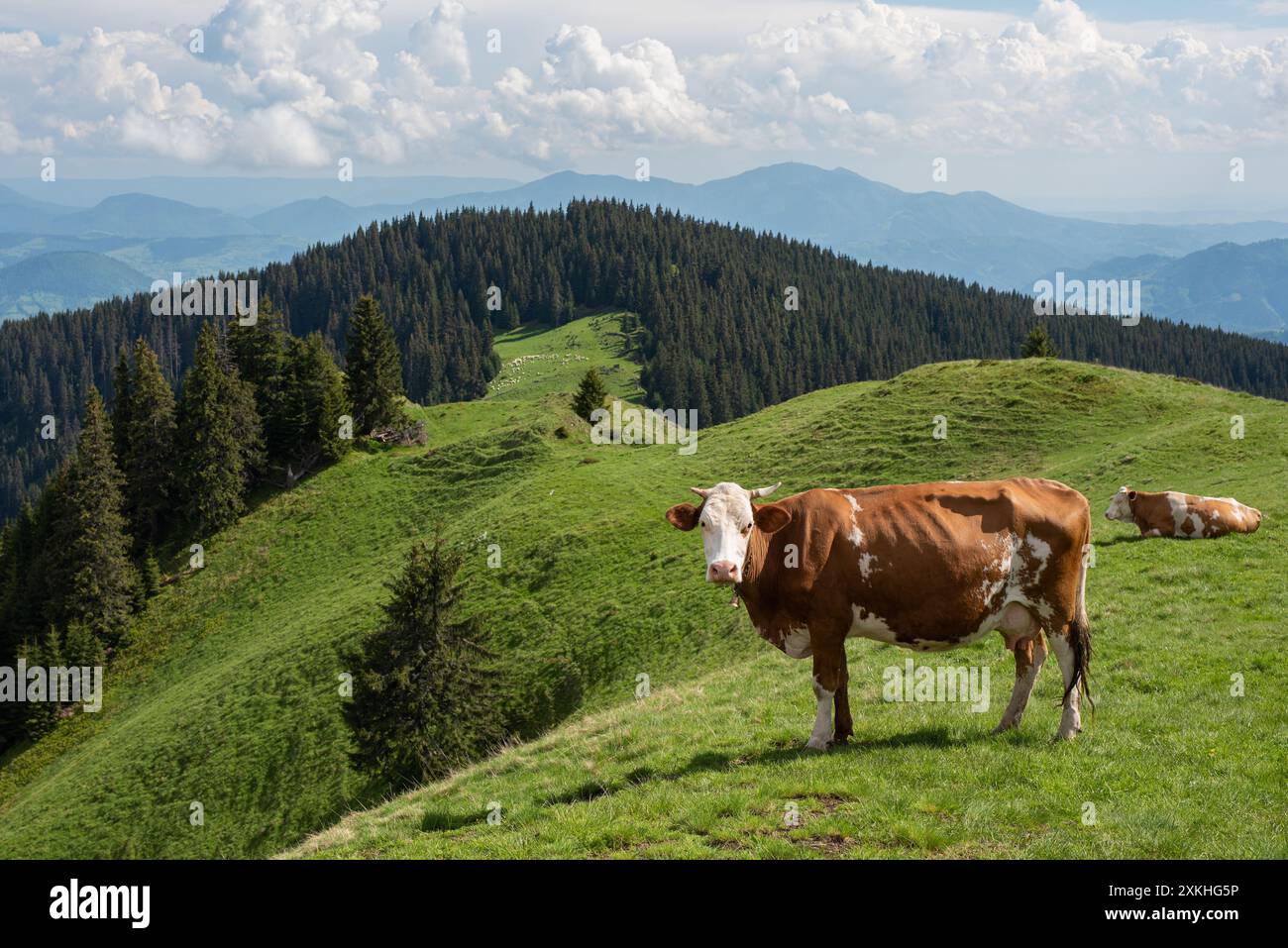 Top view cow in green hi-res stock photography and images - Alamy