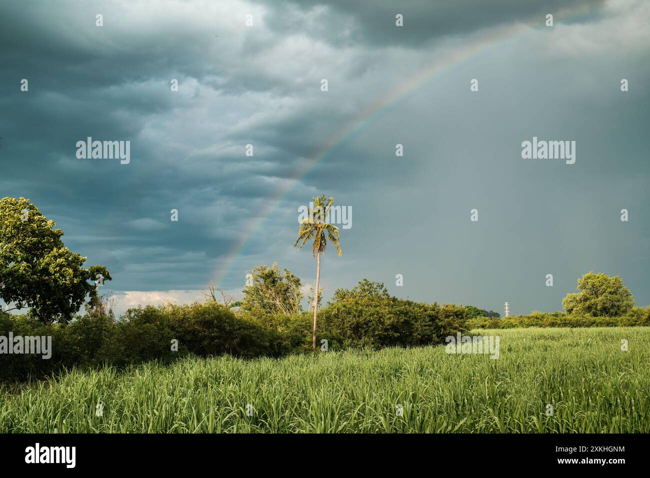 Rainbow with rain in cloudy sky over coconut tree and sugarcane ...