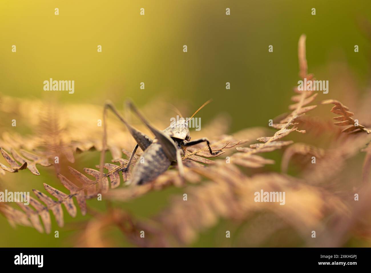 Locust backwards on a dry fern, ready to jump. Back view. Selective focus. Out of focus areas ...