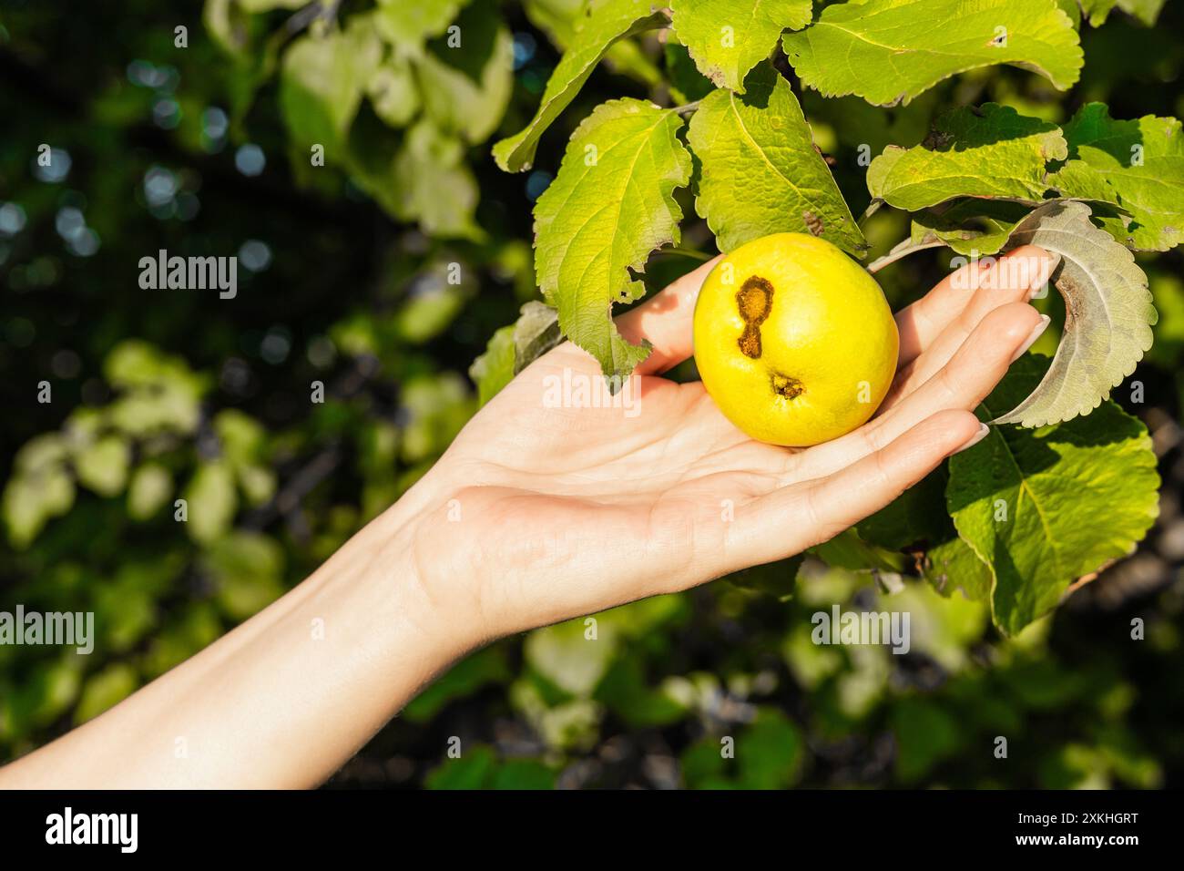 woman's hand holds a green apple infected with scab Stock Photo - Alamy