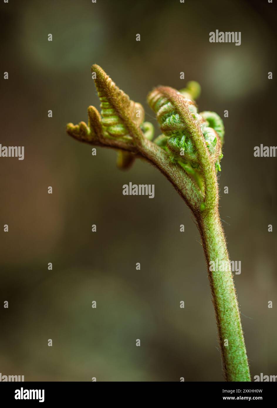 A fern leaf opens by twisting creating original shapes. Selective focus ...