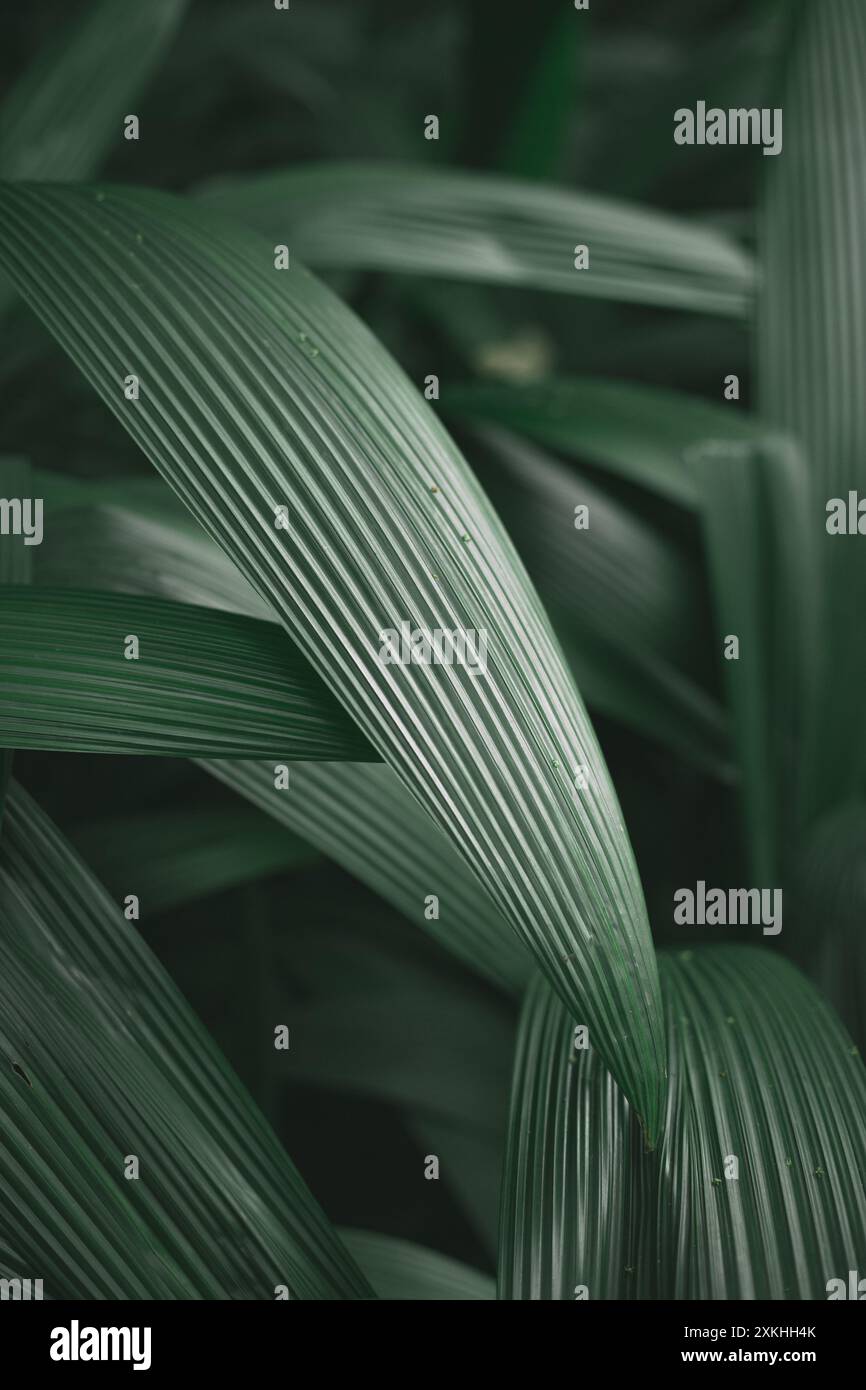 Green color fresh leaf background Stock Photo - Alamy