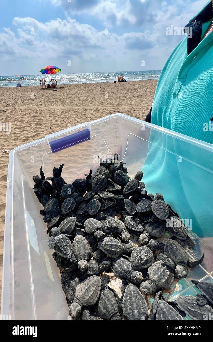 Tyre, Lebanon. 22nd July, 2024. Sea turtles are to be released in Tyre ...