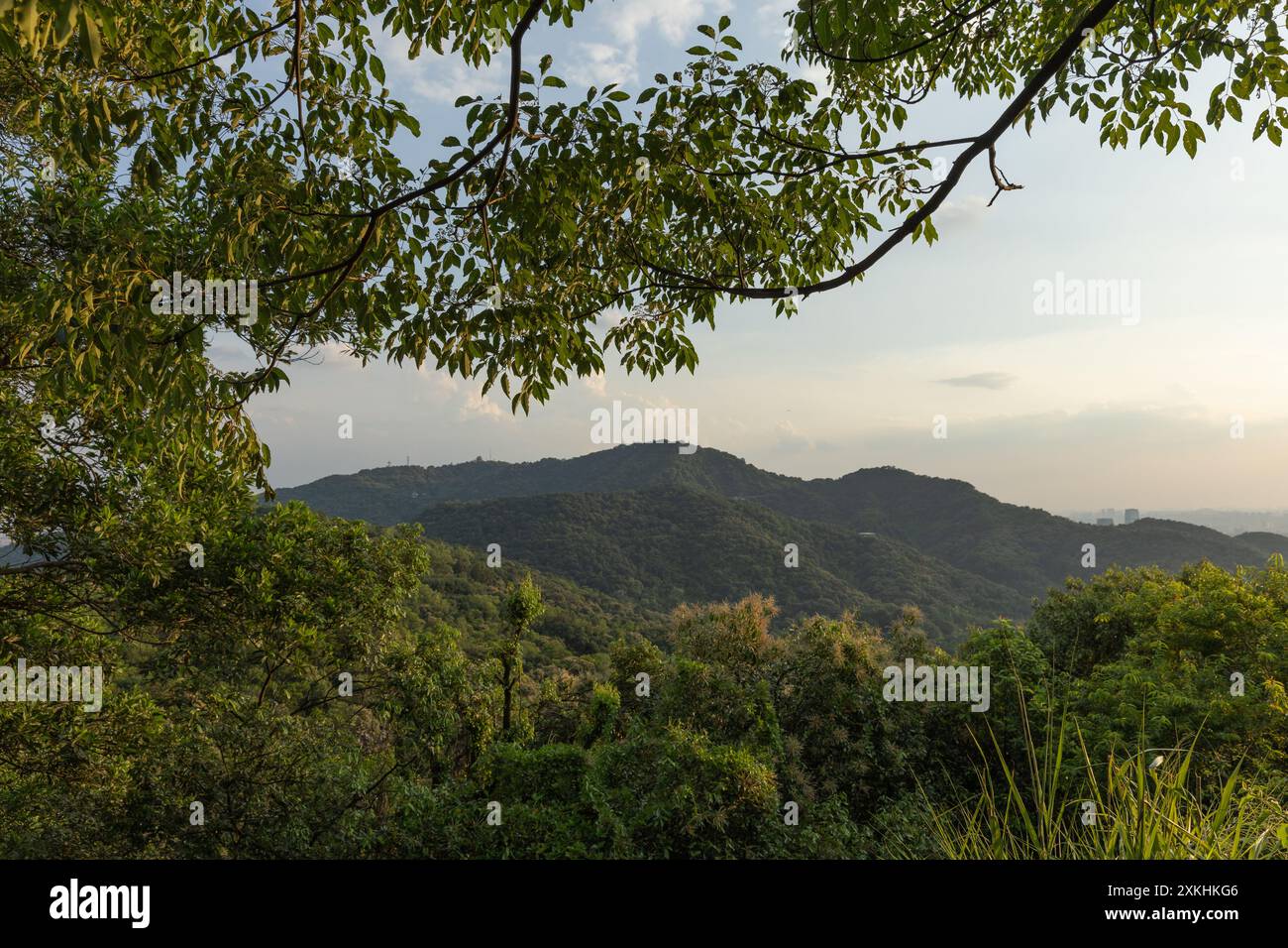 Guangzhou forest hi-res stock photography and images - Alamy