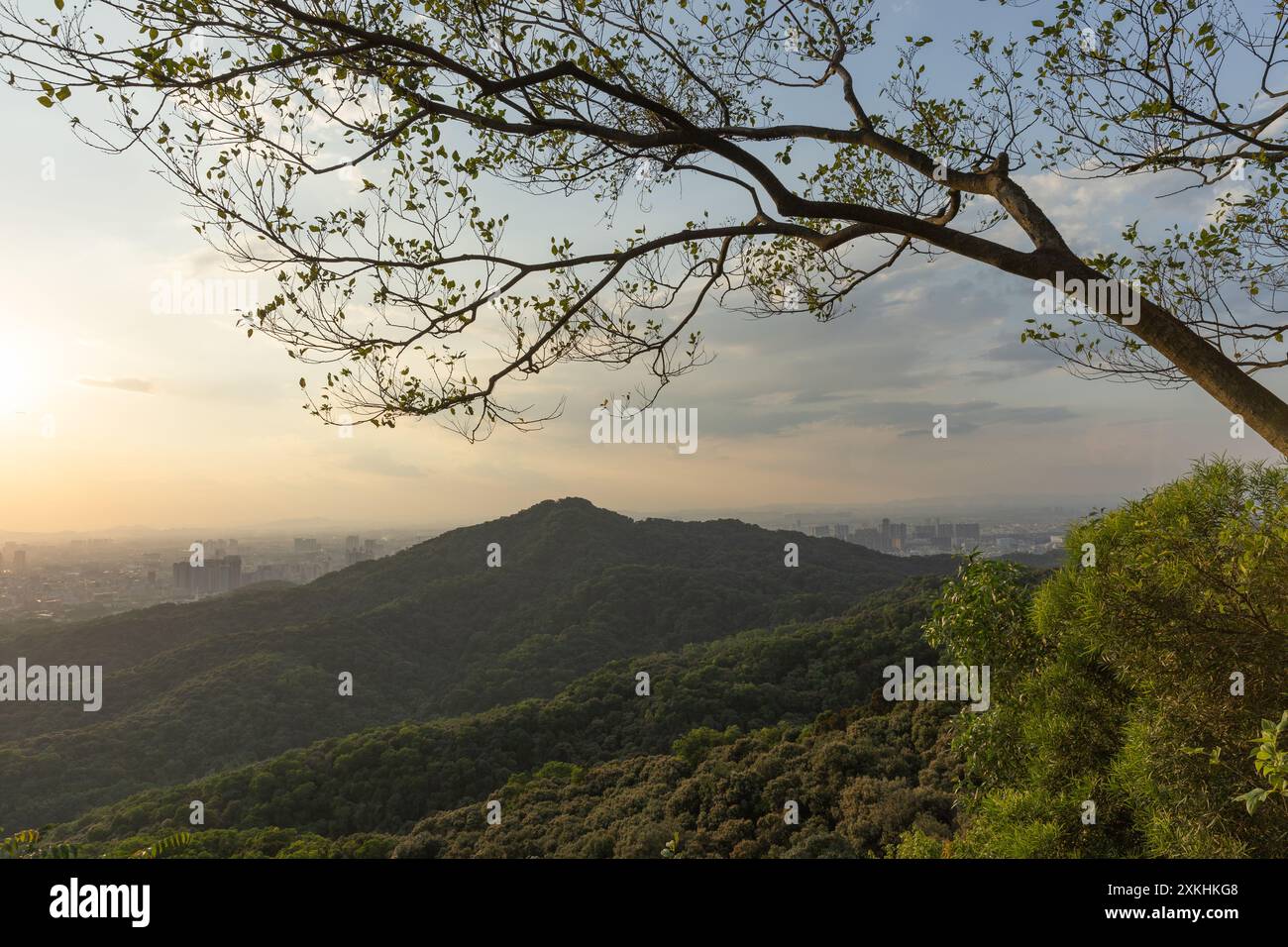 Guangzhou forest hi-res stock photography and images - Alamy