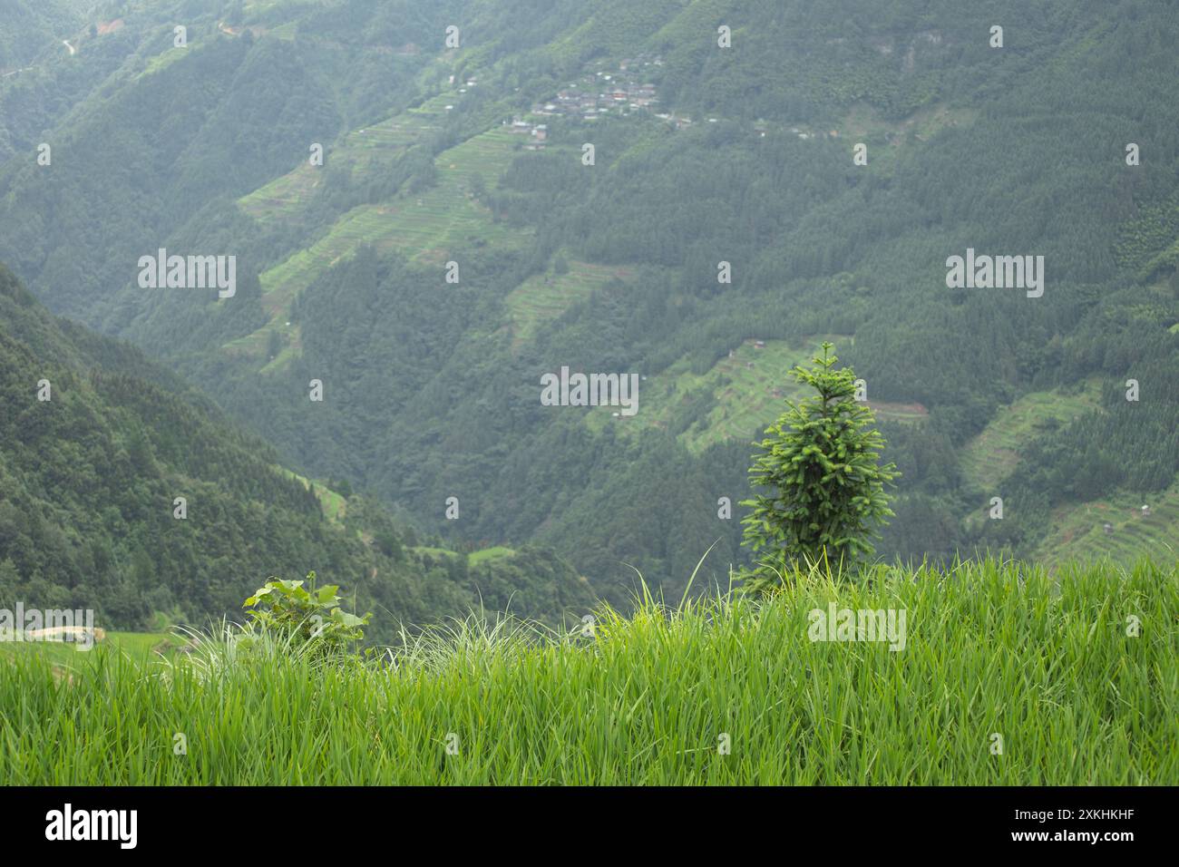 Jiabang rice terrace hi-res stock photography and images - Alamy