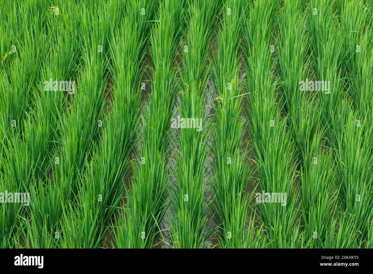 Green fresh paddy field background Stock Photo - Alamy